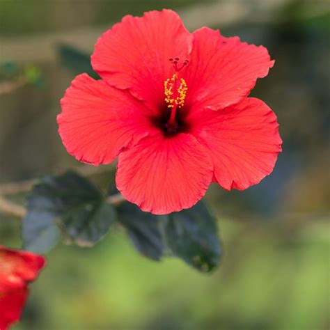 Hibisco Cuidados Características Y Tipos