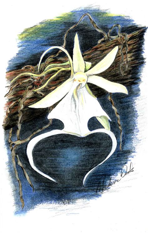 Ghost Orchid Orchid Colored Pencil Drawings Wild Ozark™