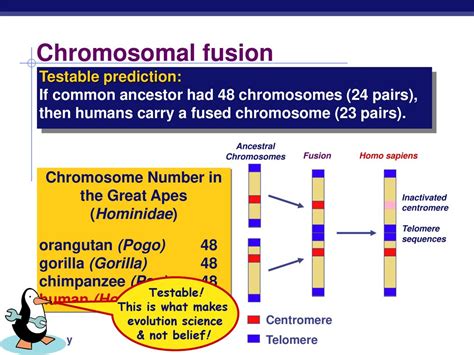 Evidence Of Evolution By Natural Selection Ppt Download