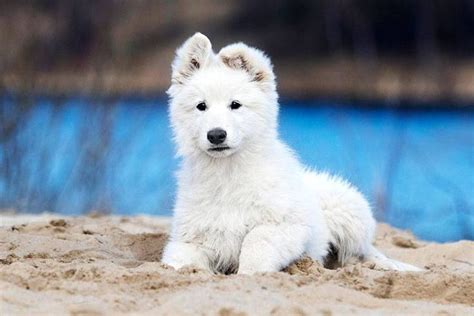 Щенок белой швейцарской овчарки