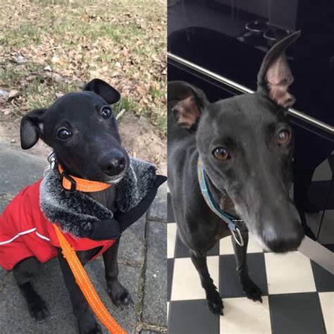 Our Little Boy Sid Turned 2 Today 🎉 Here He Is When He Was 14 Weeks