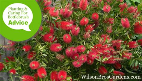 How To Plant Fertilize Prune And Water Bottlebrush Callistemon Plants
