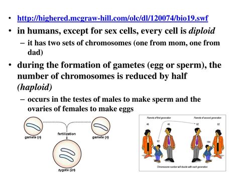 Ppt Mitosis And Meiosis Chapter 9 Powerpoint Presentation Free