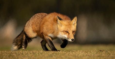 Fox Habitat Where Do Foxes Live Az Animals
