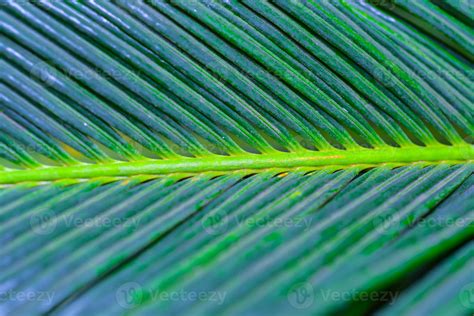 Close Up Striped Texture Of Green Cycas Circinalis Leaf Natural