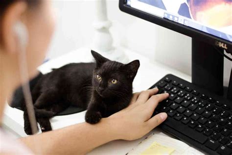 4 Ways To Safely Force Shut Down A Dell Laptop The Gadget Buyer