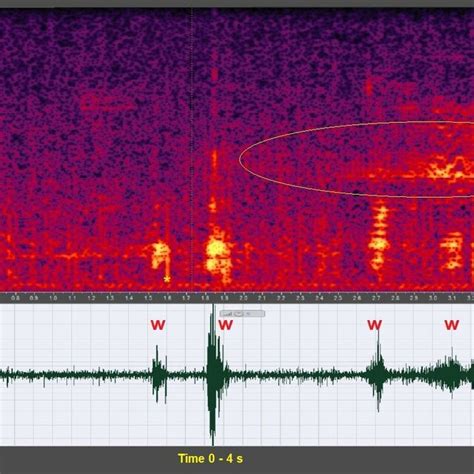 Spectrogram And Time Display Of Three Woop Signals W21 W23 Time Download Scientific