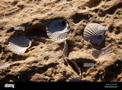 Shell Fossils In Rocks At Benjamin Raynor Blog