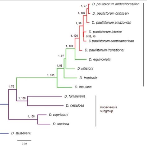 Bayesian Inference Tree Obtained With The Molecular Dataset The Download Scientific Diagram