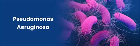 Pseudomonas Fluorescens