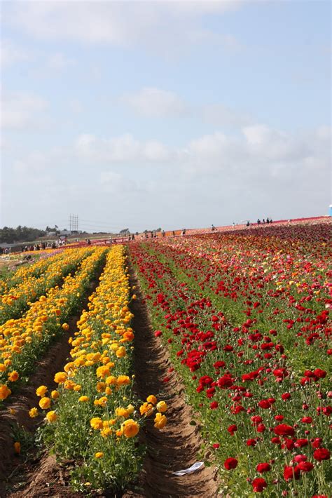 Carlsbad Flower Fields Ewen Roberts Flickr