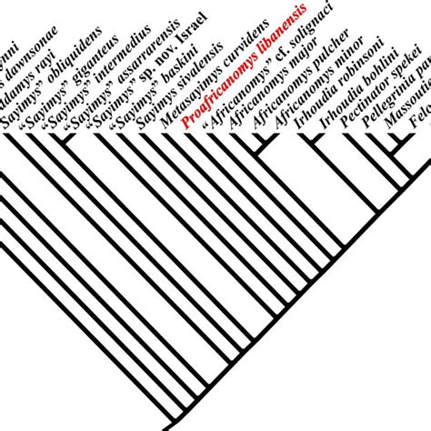 Single Most Parsimonious Tree Generated By The Cladistic Analysis Of