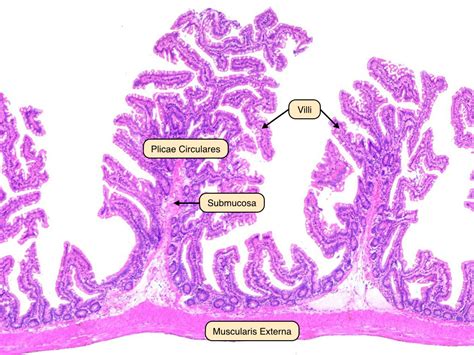 Jejunum Histology Labeled Cross Section Of The Jejunum Showing The