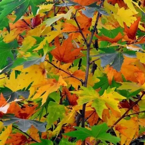 Platanus Orientalis Chinar Tree Plant Jiffy Plants