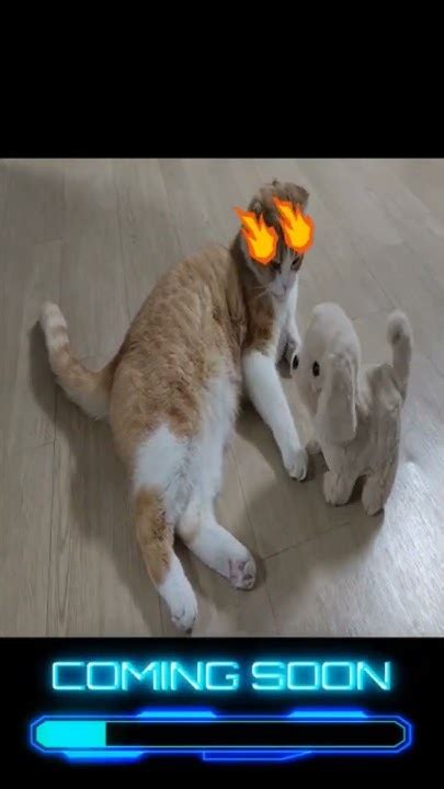 고양이 성질 잘못 건드린 강아지의 최후 Youtube