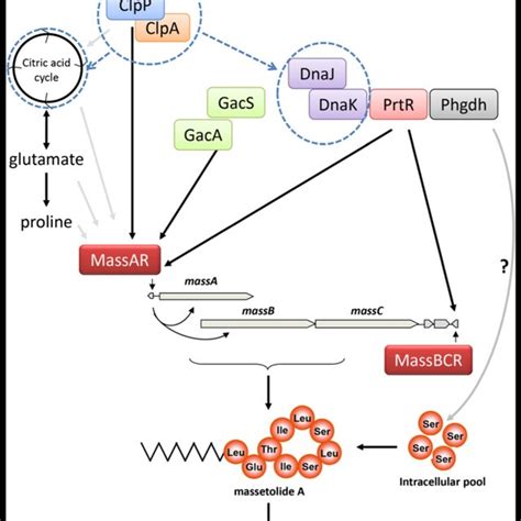 7 Disease Cycle Of Pythium Myriotylum Adapted From Agrios 2005