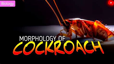 Anatomy Of Cockroach Class 11 Youtube