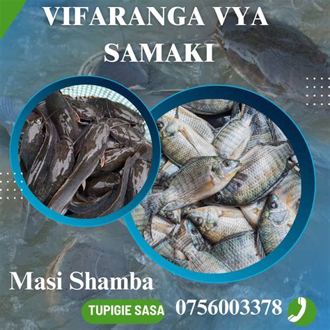 Fish Fingerlings Vifaranga Vya Samaki Get Quality Fish Seeds At