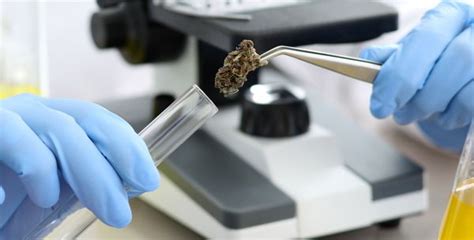 Cannabis Lab Testing For Beginners Contact Us Analytical Instrument Management