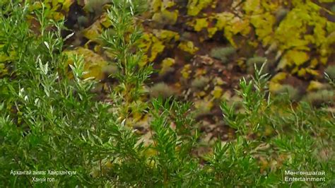 Арын сайхан хангай Хануй гол By Арын сайхан хангай