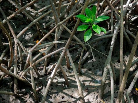 Mangrove Tree Roots That Grow Above Sea Water Mangroves Function As Plants That Are Able To