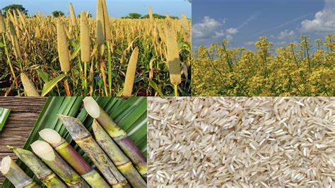 Rice Millet Sugarcane And Oilseeds Kharif Crop Sowing Crosses 733 Lakh Hectare Area In 2023