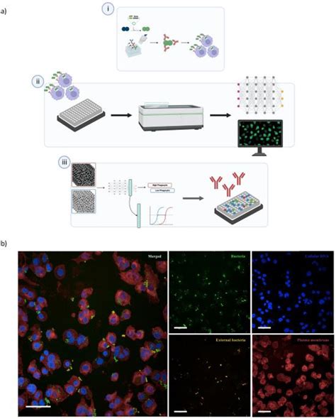 Deep Learning Image Analysis For High Throughput Screening Of Opsono Phagocytosis Promoting
