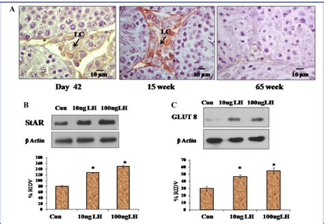 A Immunohistochemical Localization Of Ir Protein In Testis Of Mice At Download Scientific