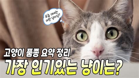 가장 많이 키우는 고양이 인기 품종 12 Youtube
