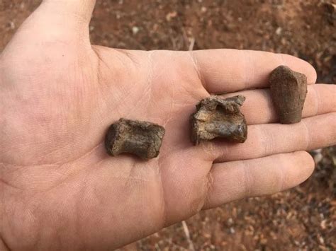 津巴布韦发现非洲最古老恐龙化石，古生物学家：揭示早期恐龙分布特点