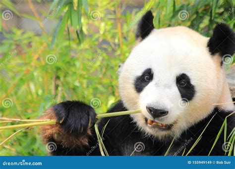 Oso Panda Gigante Blanco Y Negro Comiendo Bambú Imagen De Archivo