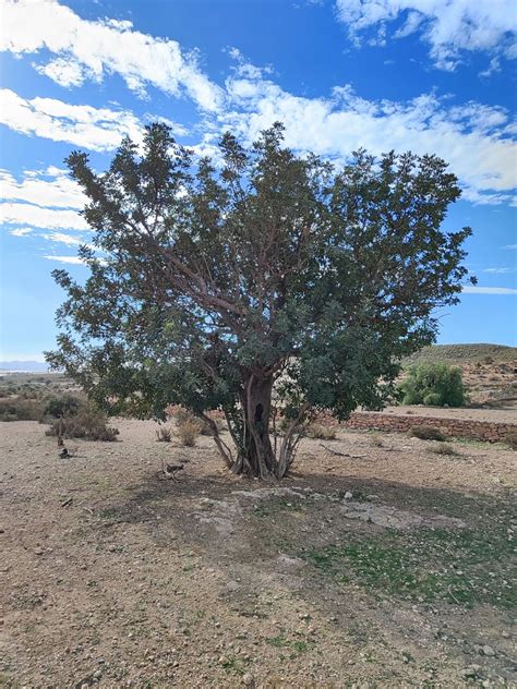 Lorenzo Carretero Paulet On Linkedin Algarrobo Carobtree Ceratoniasiliqua Almeria Nijar