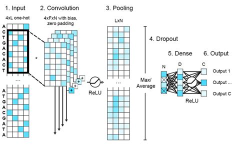 2 Schematic Of A Typical Cnn With A Single Convolutional Layer