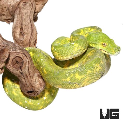 Adult Biak Green Tree Pythons Morelia Viridis For Sale Underground Reptiles