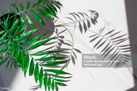 흰색 대리석 배경에 녹색 열대 잎입니다 디자인 아트 작업 벽지에 대한 공간을 복사합니다 여름 컨셉 탑 뷰 0명에 대한 스톡 사진 및 기타 이미지 Istock