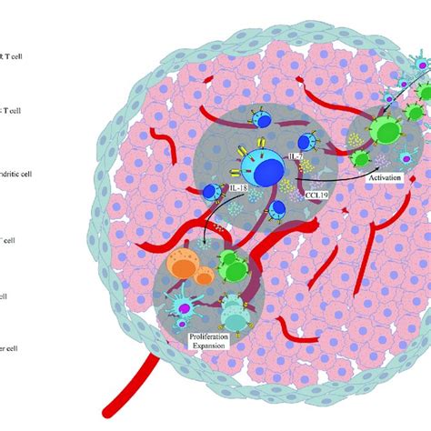 A Schematic Representation On The Role Of Genetic Modification Of Download Scientific Diagram