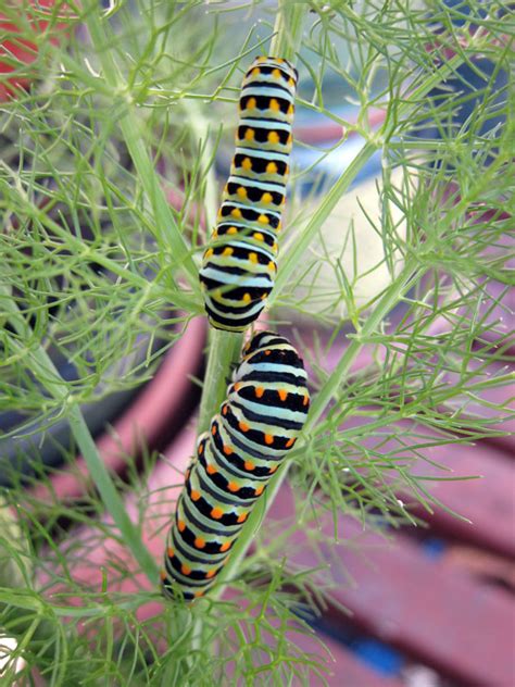 Butterflies And Caterpillars In The Garden