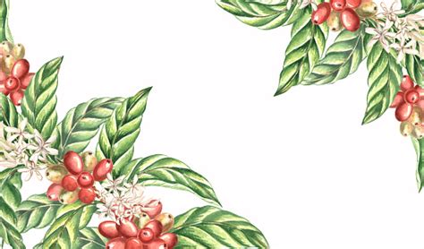 커피 콩 녹색 잎과 흰 꽃이 있는 열매 템플릿 엽서 복사 공간이 있는 테두리 수채화 손으로 그린 그림이 고립되었습니다 단풍의 수평 프레임 음식 디자인을 위한 클립 아트