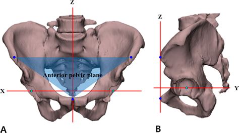 Spatial Orientation Of X Y And Z Axes A Anterior View B Lateral View Download Scientific