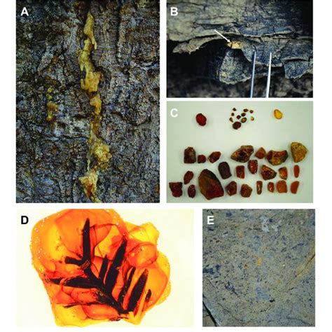 Examples Of Modern And Fossil Resins A Fresh Resin Oozing Out Of The Download Scientific