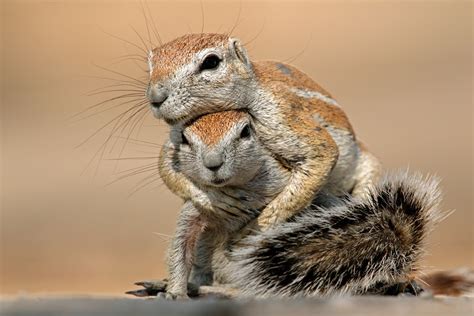 Ubuntu Linux 16 04 Xenial Xerus Alpha 1 Available Now