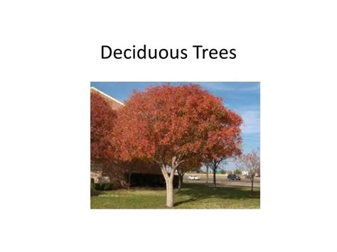PPT Deciduous Trees PowerPoint Presentation Free Download ID 2383444