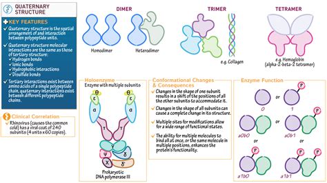 Quaternary Protein Structure