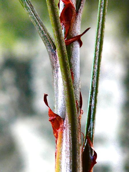 What Is Bokeh The Quality Of Blur ImagingPixel