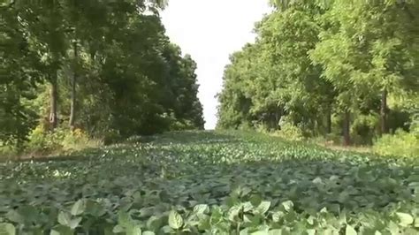 6 Canadian Intercropping Project Research Results Video Youtube