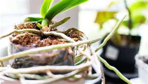 Orquídea Raíces Fuertes Y Flores Abundantes Si Lo Haces Nadie Piensa