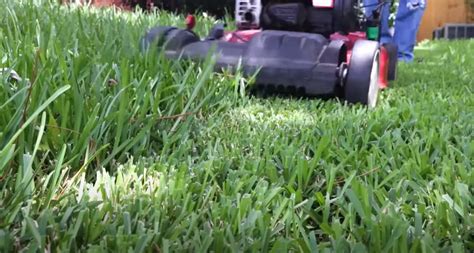How To Kill Virginia Buttonweed Grass Killer
