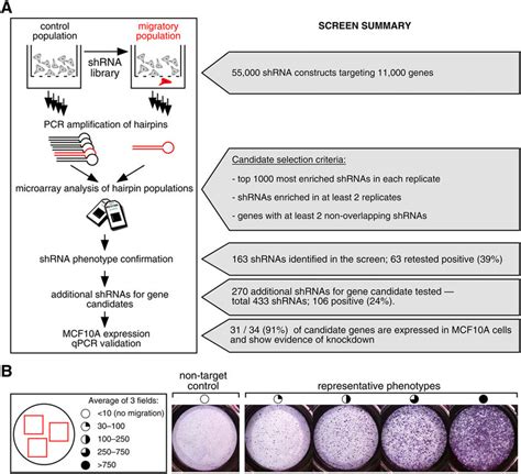 Screen Overview A Schematic Representation Of The Screen Workflow