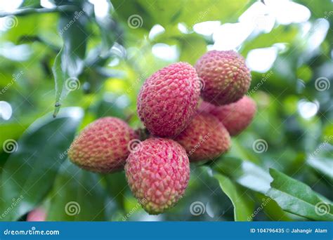 Lychee Fruits Locally Called Lichu At Ranisonkoil Thakurgoan