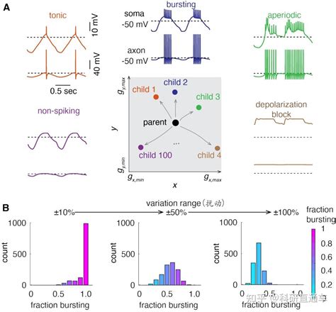 神经系统是如何“容忍”噪声，保持稳定输出的？ 知乎